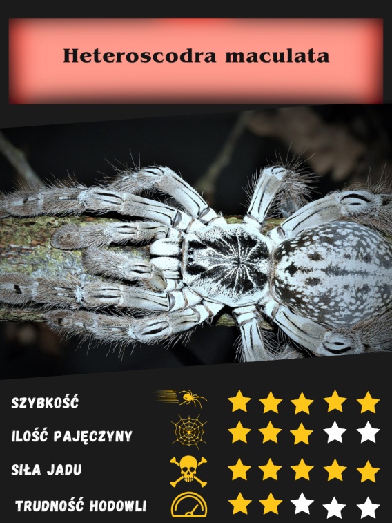 Heteroscorda maculata L5/6 - Ptasznik śnieżny